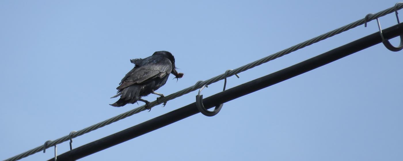 食性データベース| バードリサーチ / Bird Research